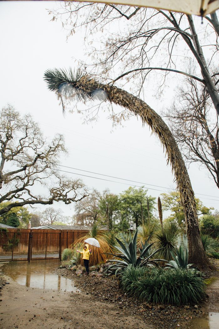 Daytrip: The Ruth Bancroft Garden - Hither & Thither